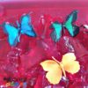 Messy play with Jello / Jelly for toddlers - My Bored Toddler